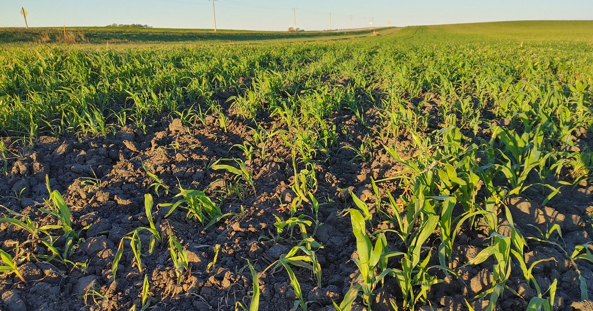 Know options for volunteer corn control