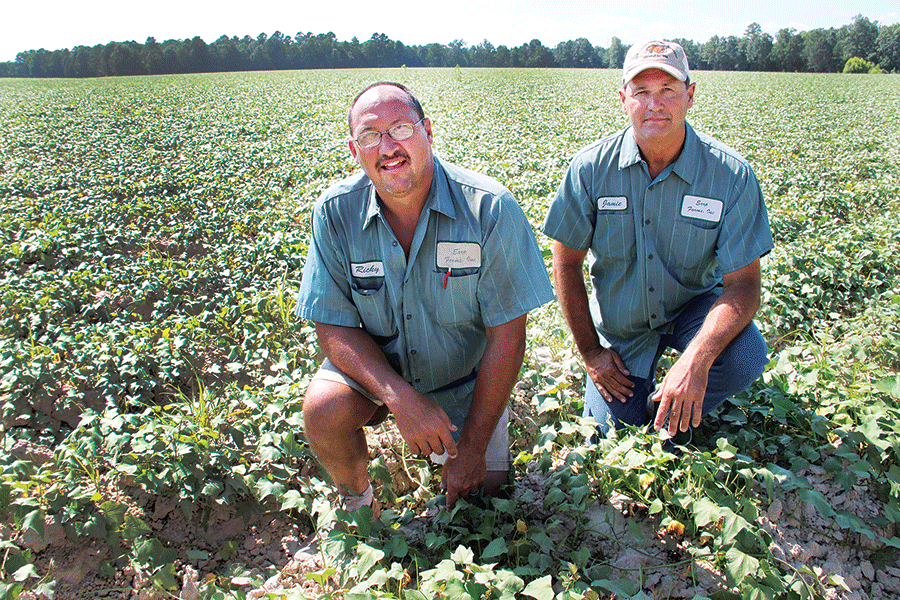 Sweet potatoes ‘a good, solid business’ for Jamie and Ricky Earp
