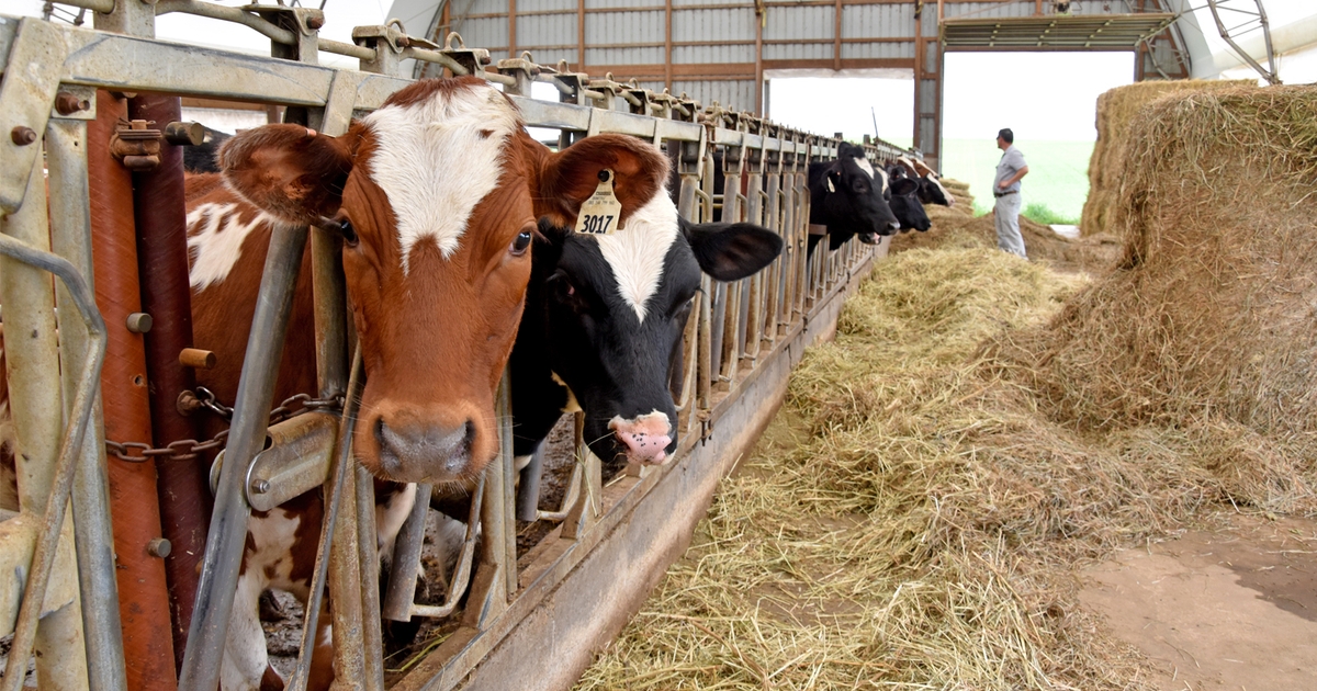 Cattle Krush app free for ICA members