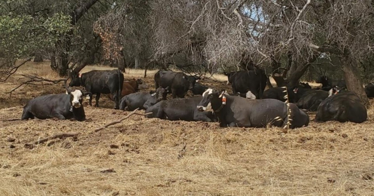 Could AI predict heart failure risk in cattle?