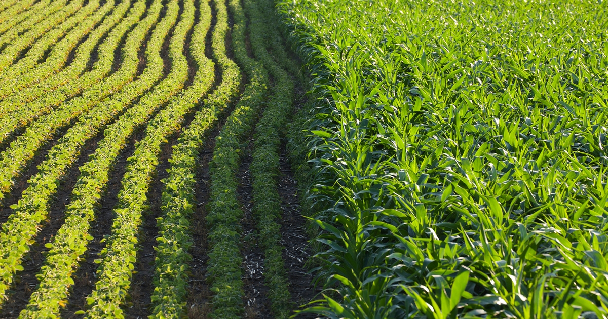 Corn market volatility: Seasonality, funds and weather impacts
