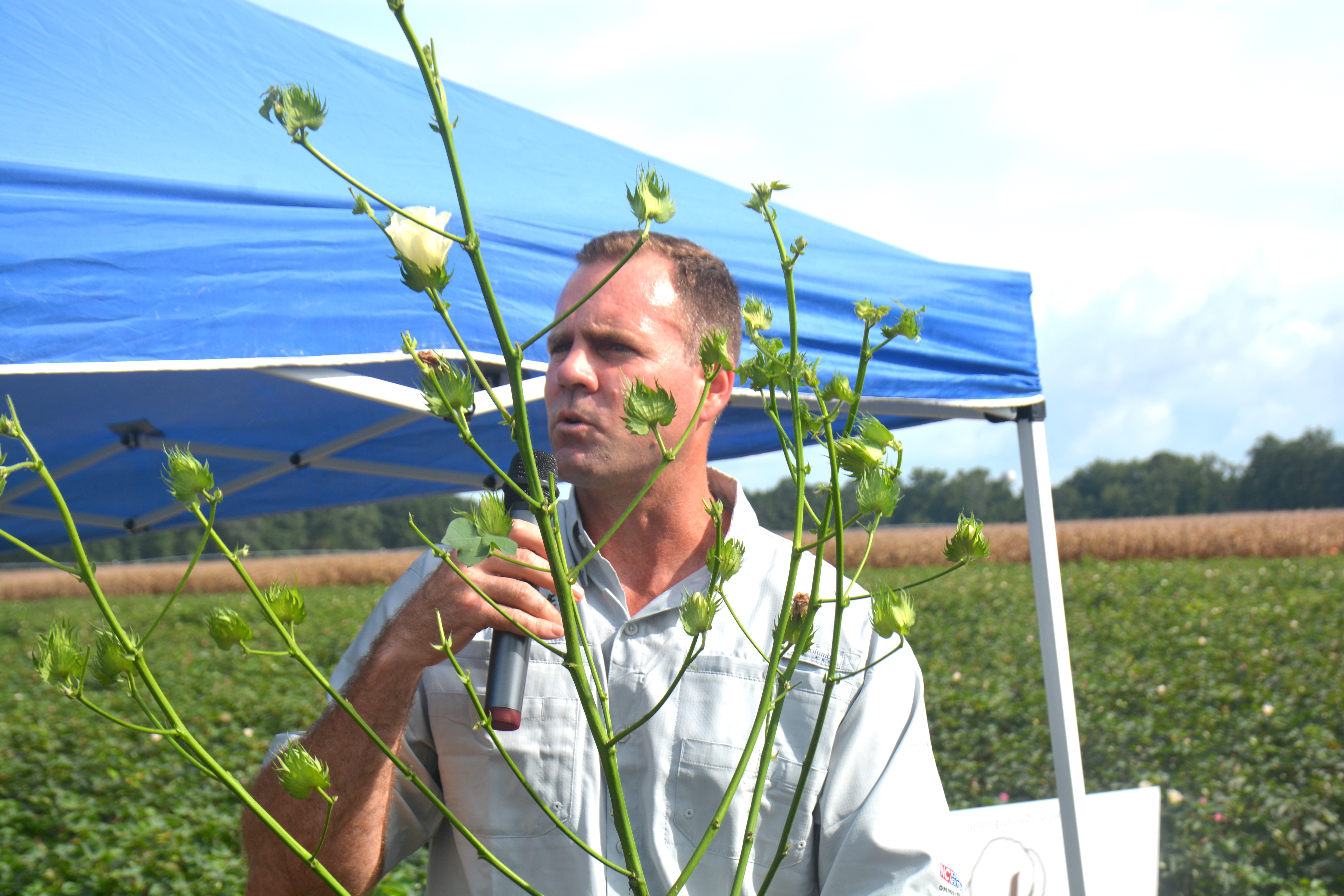 Essential tips to fight cotton thrips in North Carolina