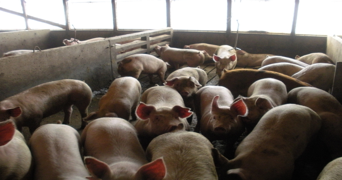 New ISU Extension swine program specialist feels right at home