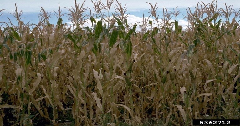 Top 5 Ag Stories: Spider mites in corn; pollinators vs. insecticide ...