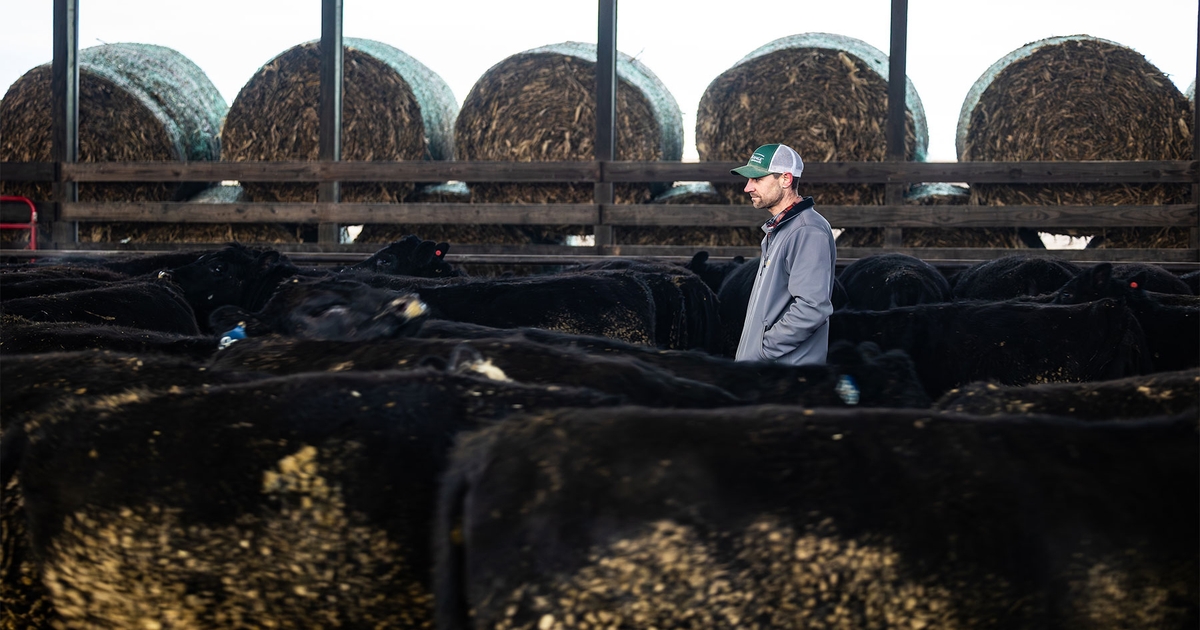 Traceability divides U.S. cattle producers