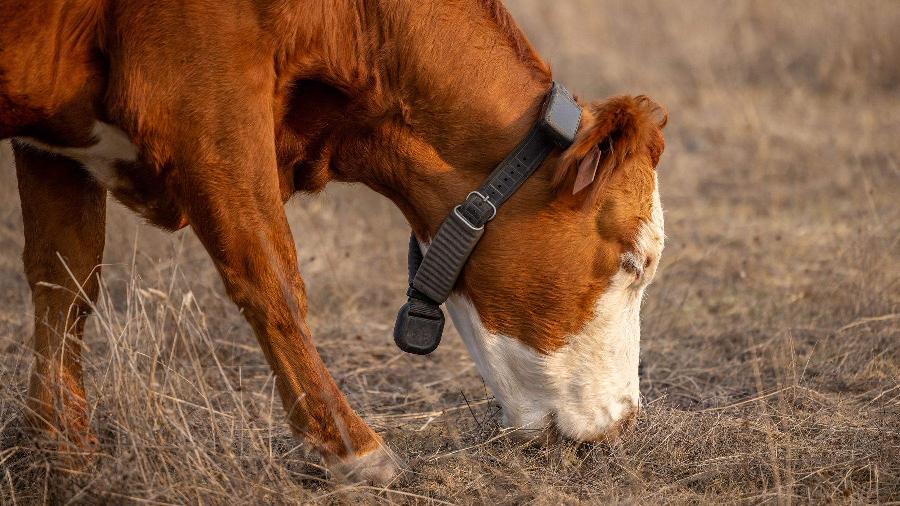 Halter launches direct-to-satellite virtual fence collars