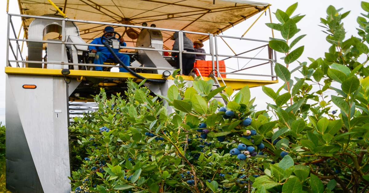 California blueberries boast high yields for fresh markets | Farm Progress