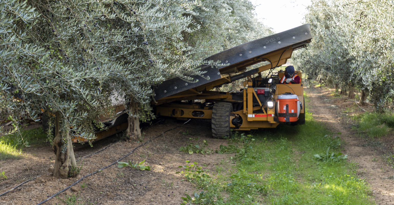 Musco Family Olives makes good on modernization promise