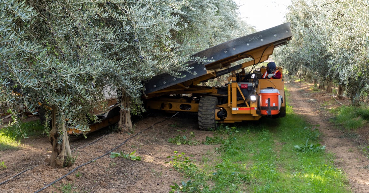 Musco Family Olives makes good on modernization promise