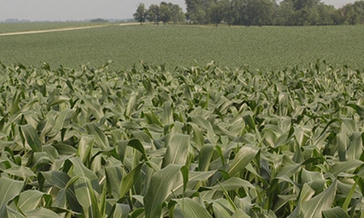 When is best time to take corn and soybean tissue samples?