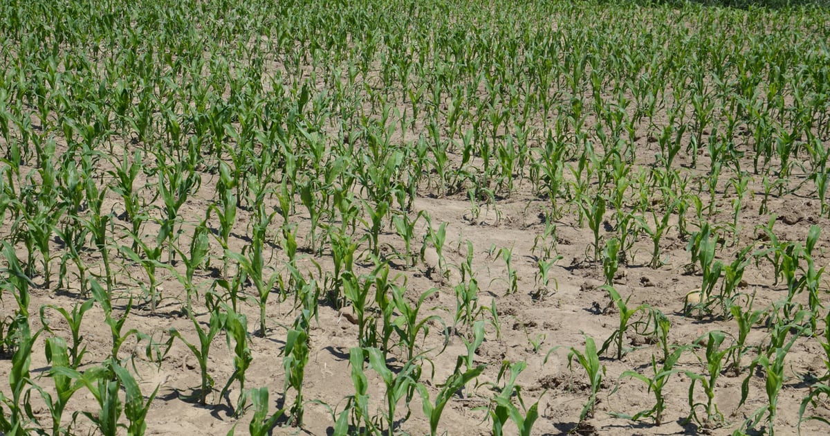 Should you revisit planting dates for corn?
