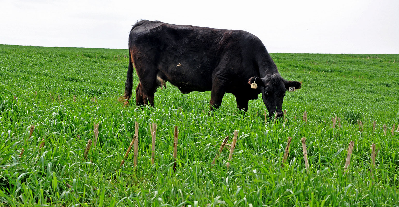 Grazing another benefit of cover crops