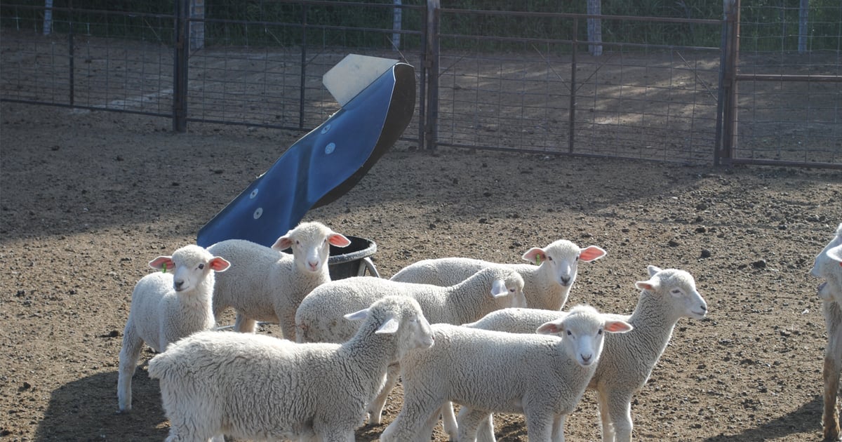 Lambing, kidding workshops planned for January