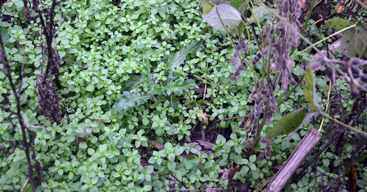 Weeds leave their mark this season