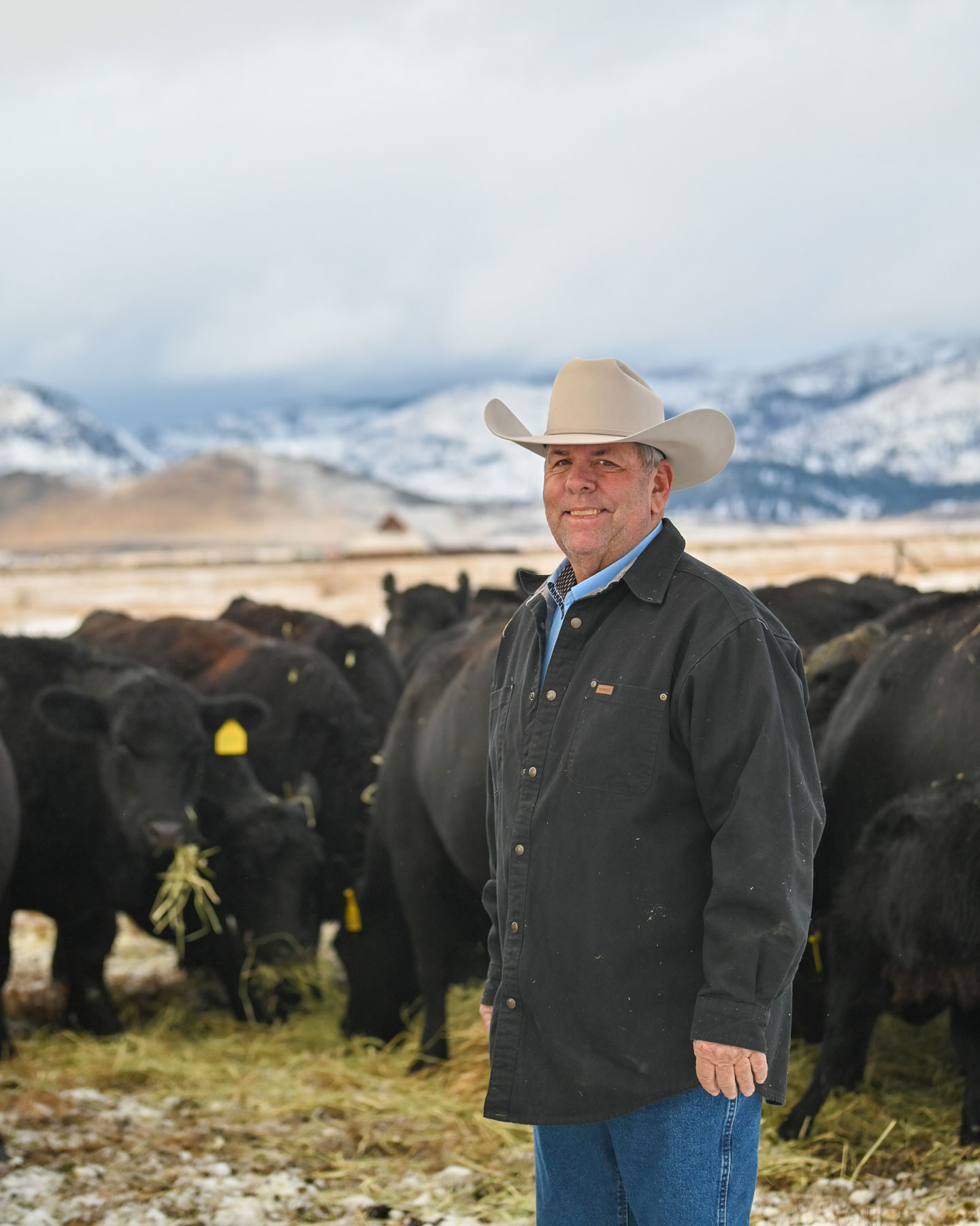 California wolf population growth leads to increased cattle predation