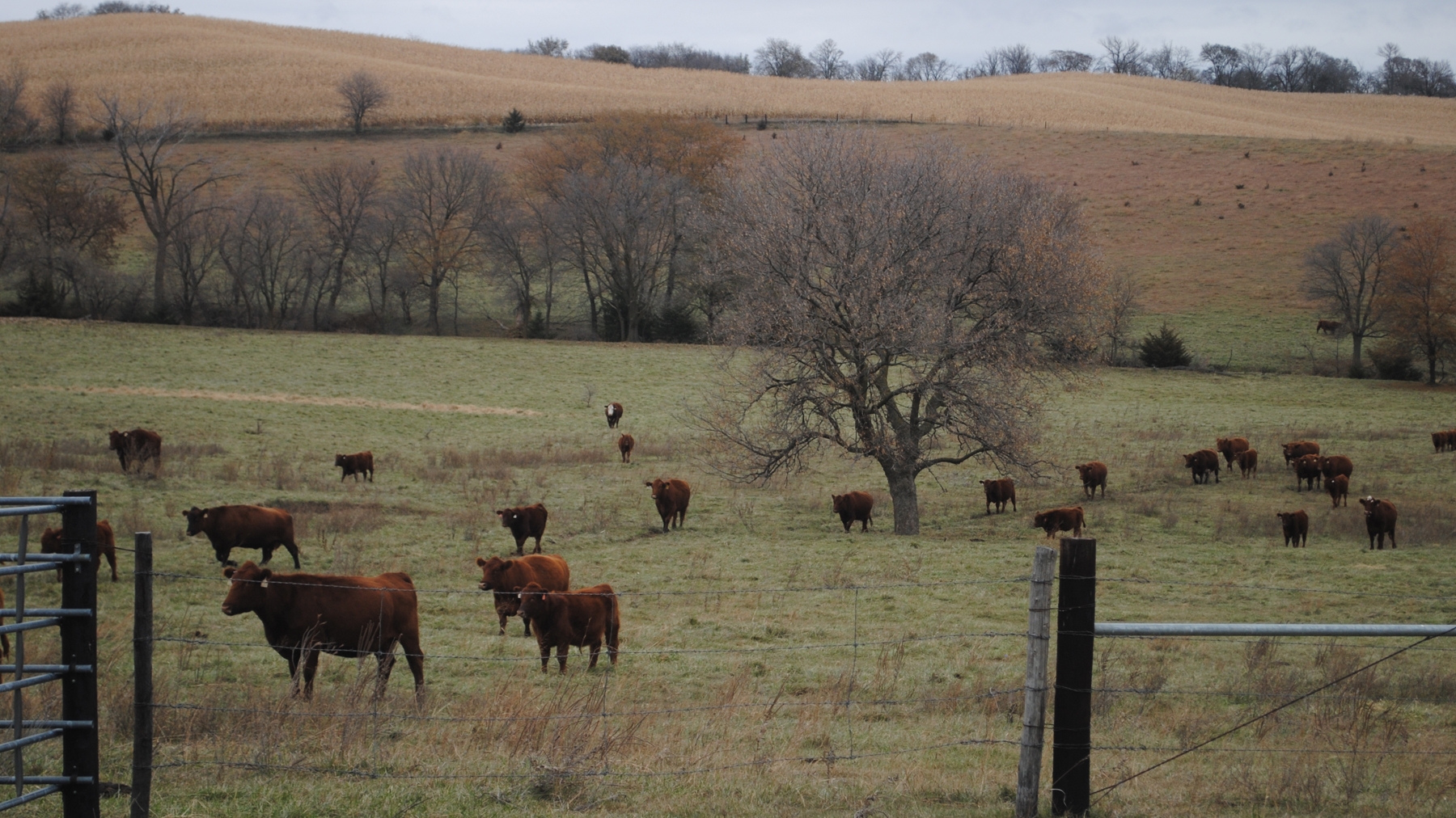 2025 agricultural outlook: Diverging fortunes for crop and livestock ...