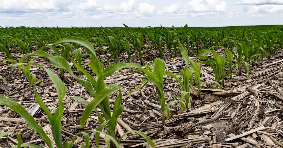 How to make sound nitrogen decisions in your cornfields