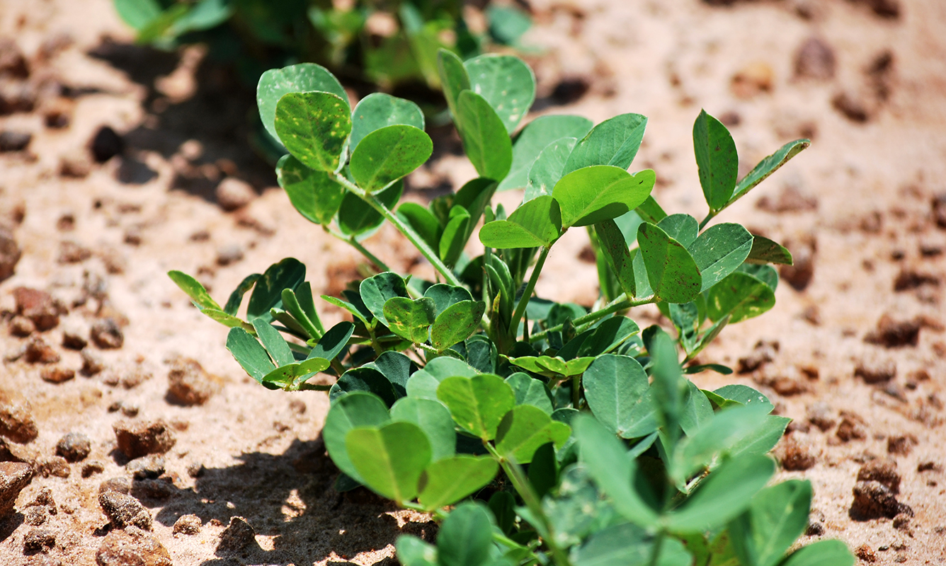 Efficiently manage peanut thrips early to avoid damage, diseases