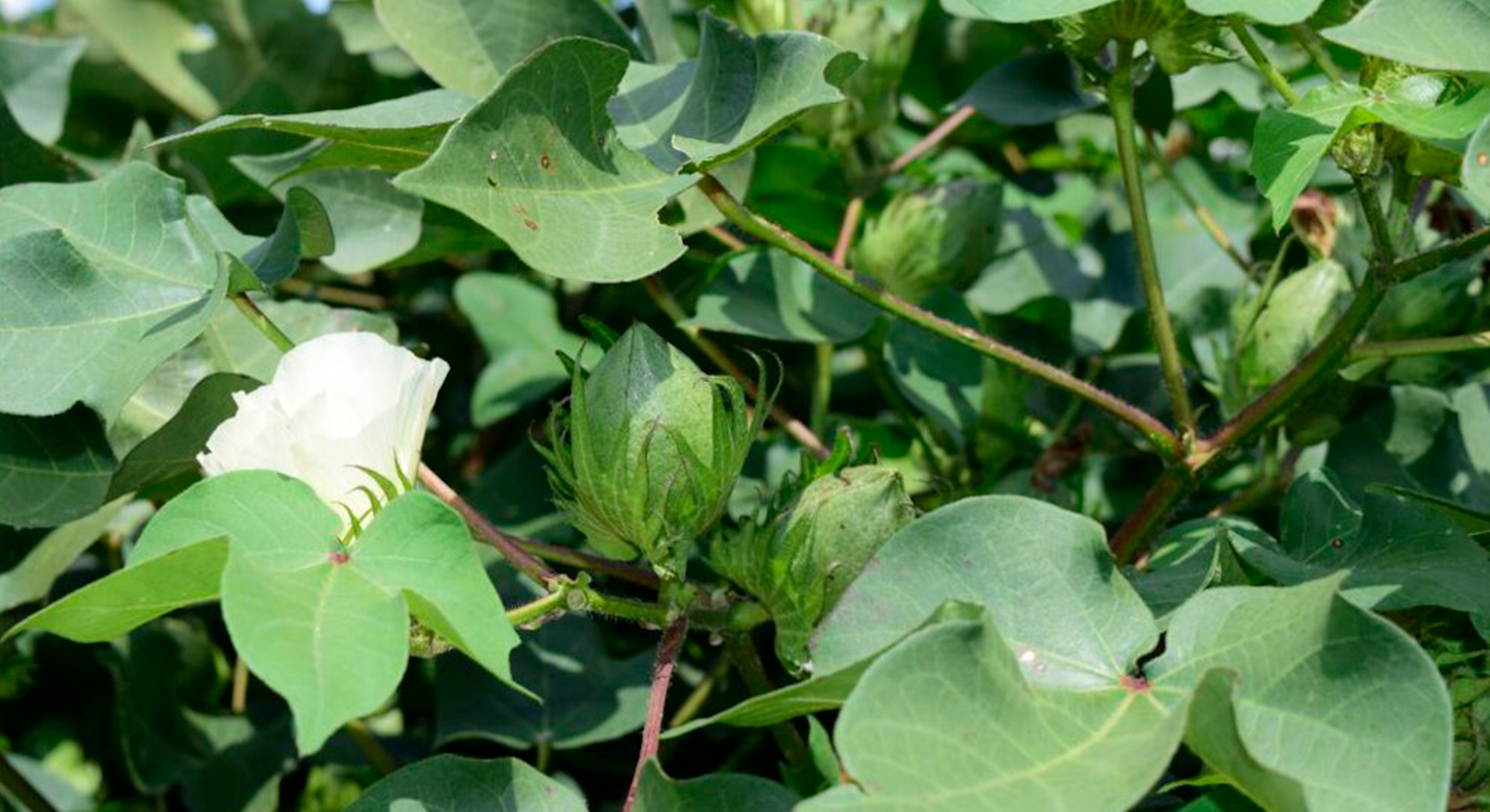 Be armed and ready to fight plant bugs