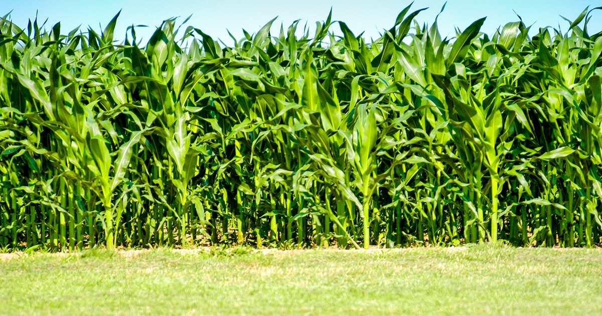 Top 6 tips for selecting corn hybrids