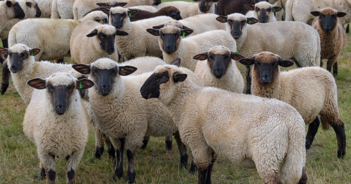 Youth sheep program seeks applicants