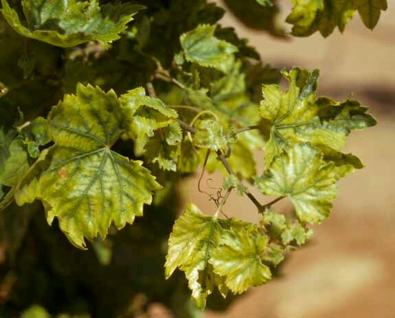 Foliar Zn, Mn, Fe, and Mg on grapes during spring leaf-out