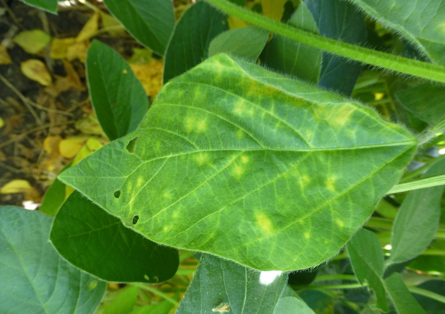 Keep eye out for these soybean diseases