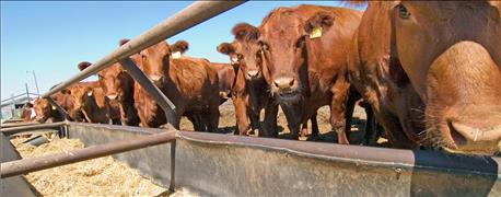 Drought aid: 5 things you need to know about the Livestock Forage Program