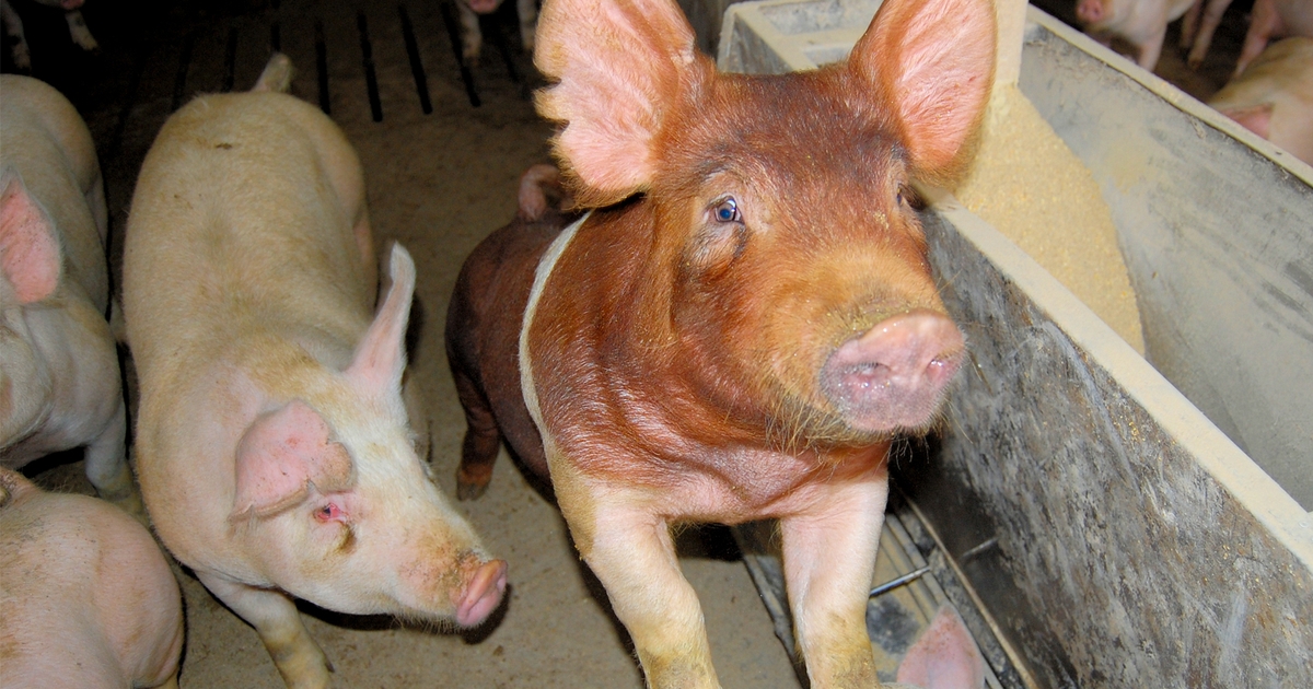Pennsylvania going hog wild with new pork production operations