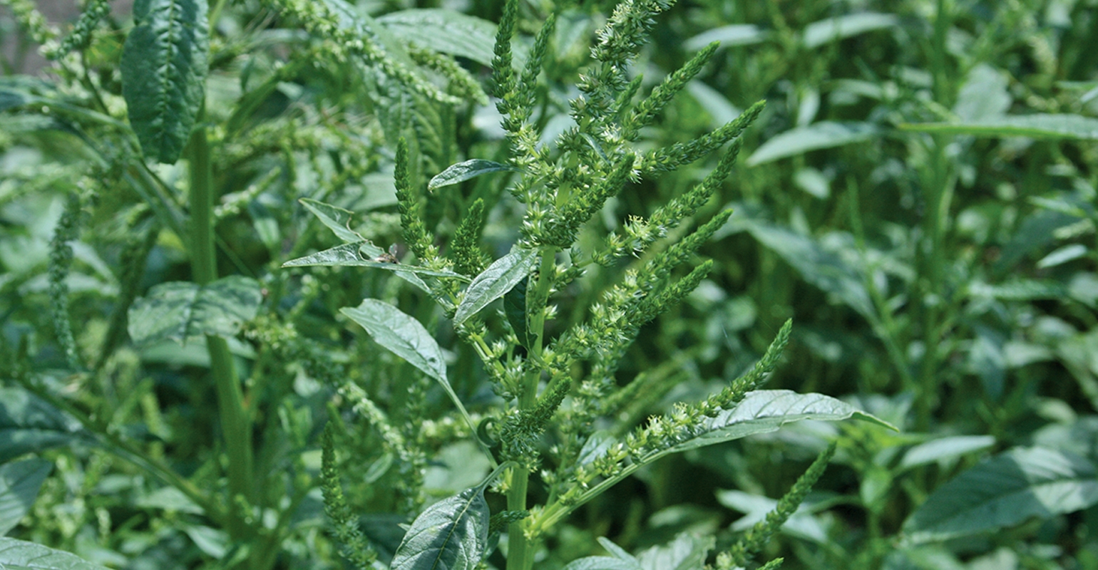 Palmer amaranth continues knocking on Minnesota’s door