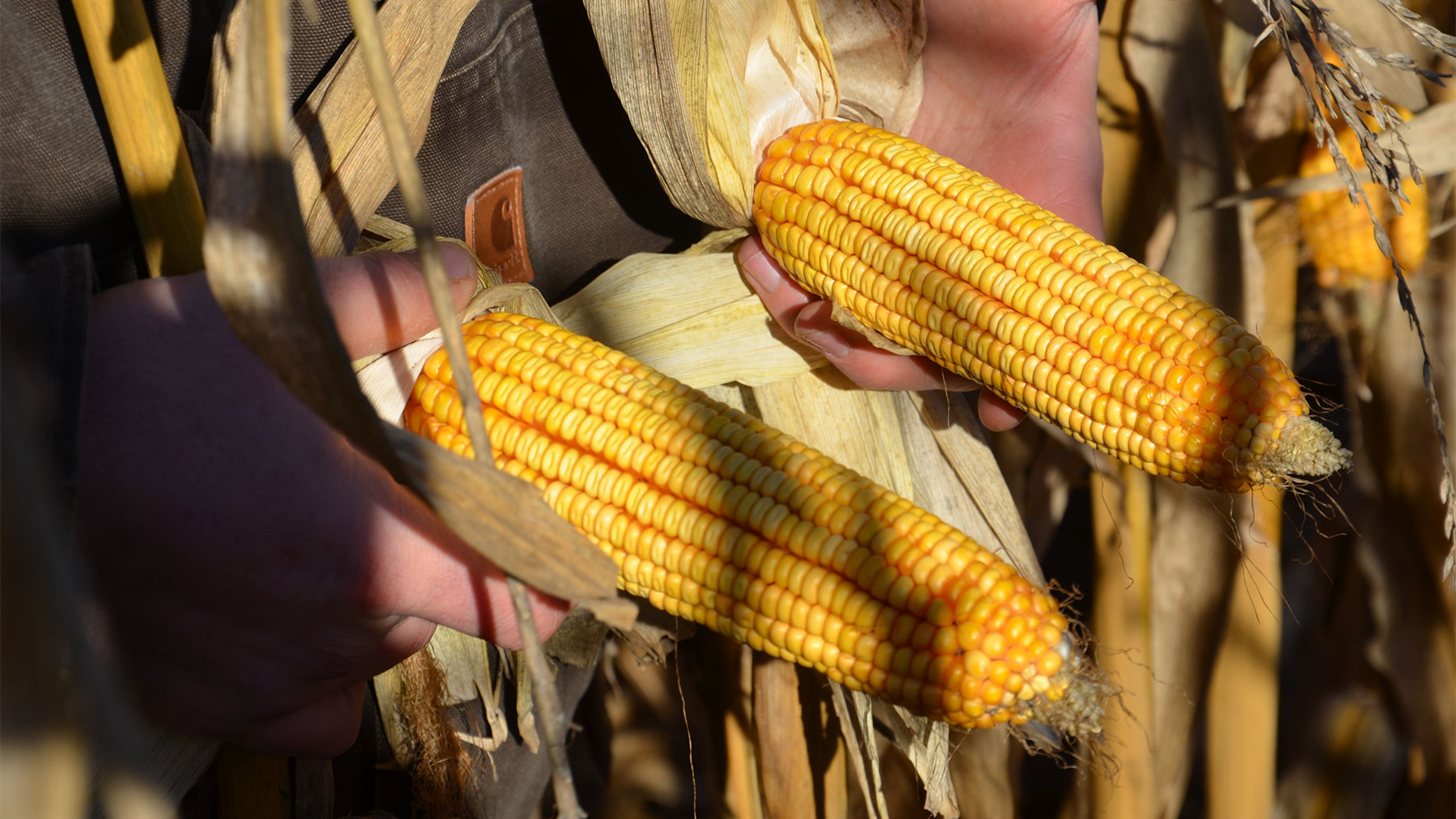 Corn harvest: Is phantom yield loss real?