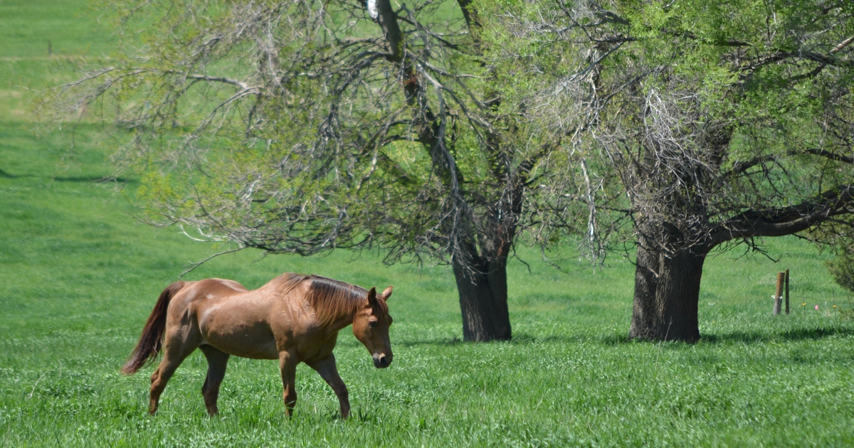 Practical tips for spring pasture turnout for ranch horses