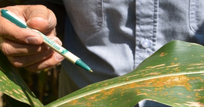 Southern rust among diseases found late in Indiana fields