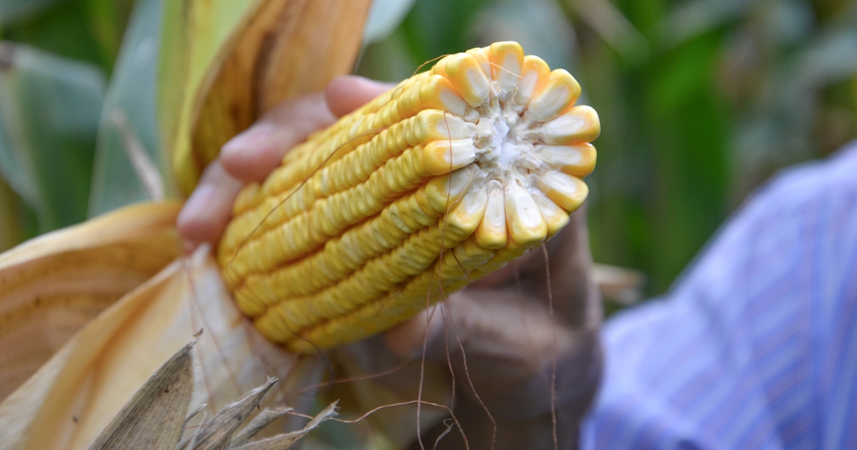 Genetics behind white cob hybrids
