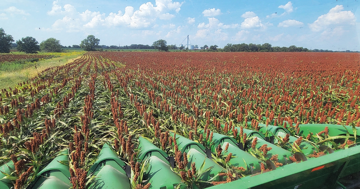 Sorghum yields strong, market challenges loom