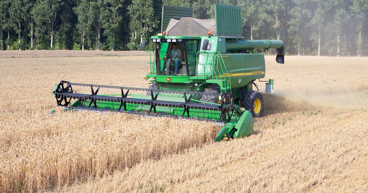 The march to hybrid wheat