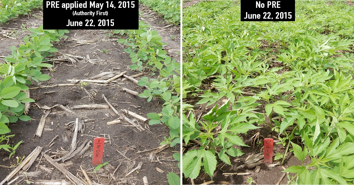 Weed-control timing | Farm Progress