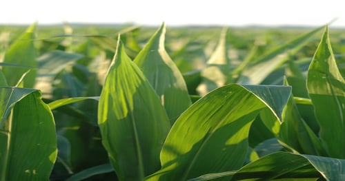 Corn Leaf Blight Can Reduce Yields, But is a Manageable Disease