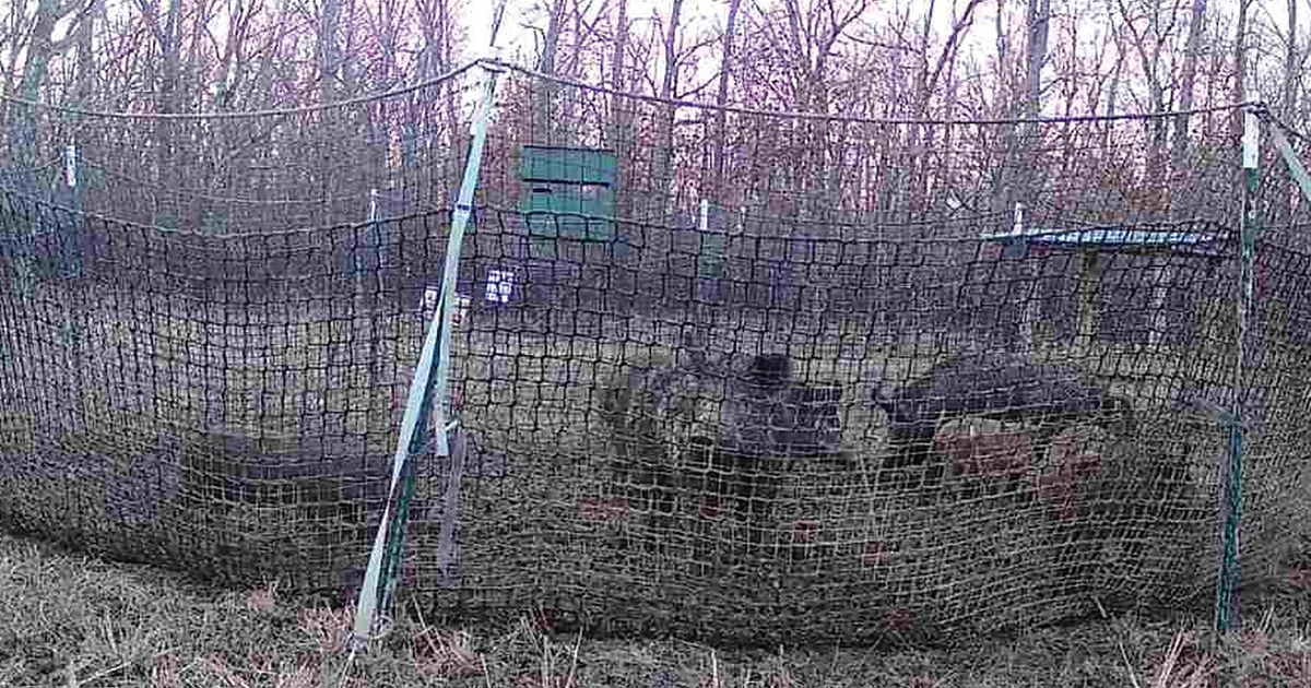 Managing feral hogs with a trapping net