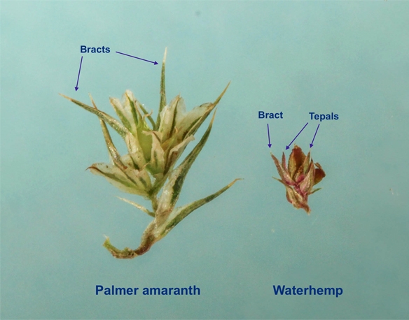 Palmer amaranth eradication requires early identification