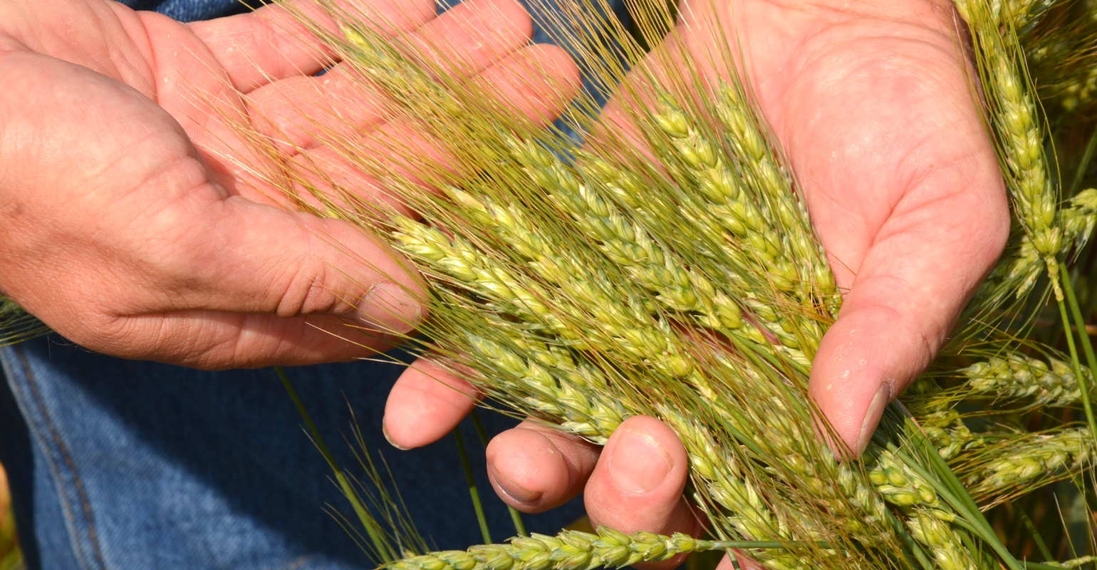 5 questions about crop nutrient management answered