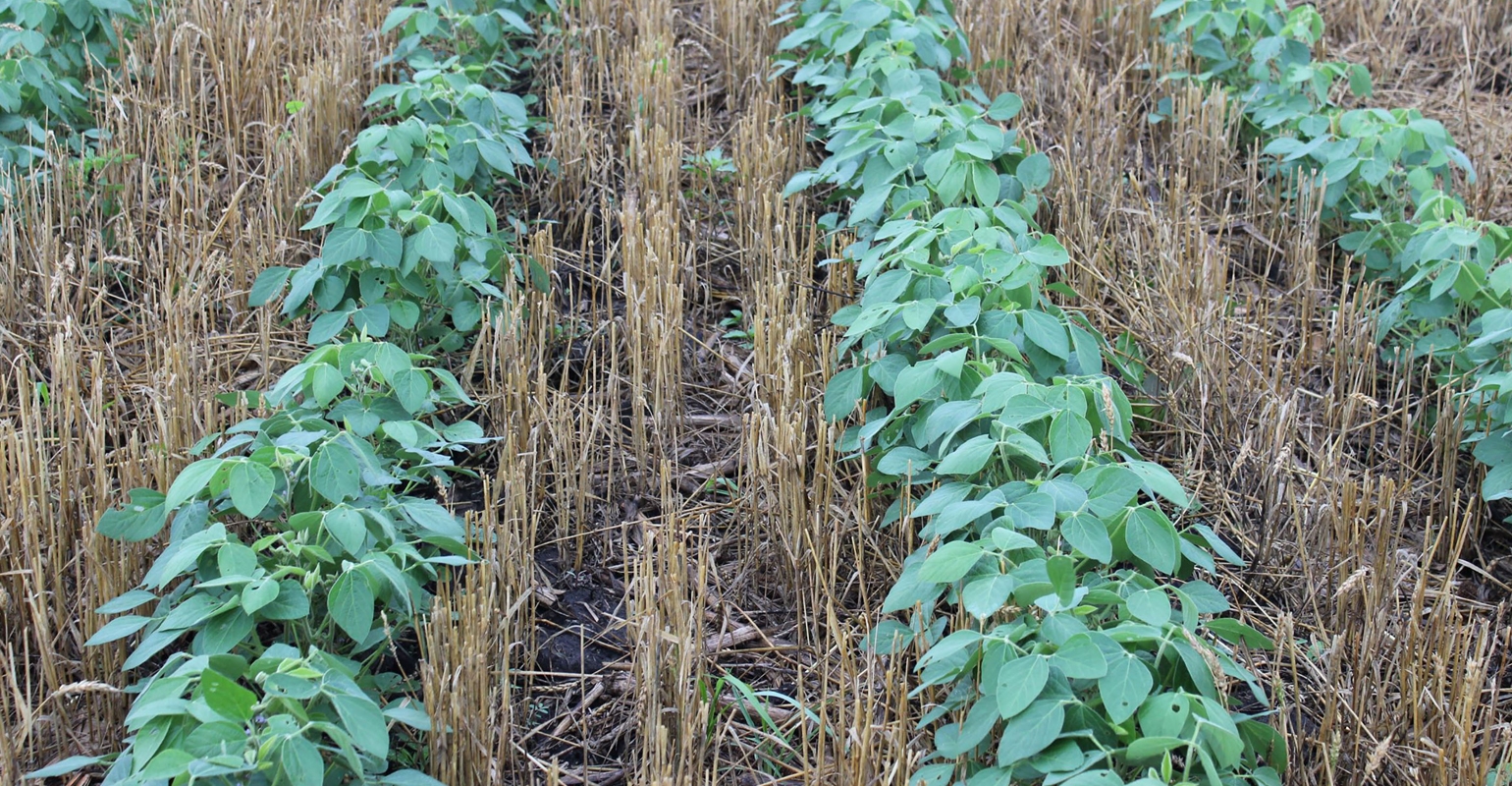 May 5 Webinar To Cover Small Grains Soybean Relay Intercropping may-5-webinar-to-cover-small-grains-soybean-relay-intercropping