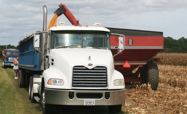 Florida corn harvest in full swing
