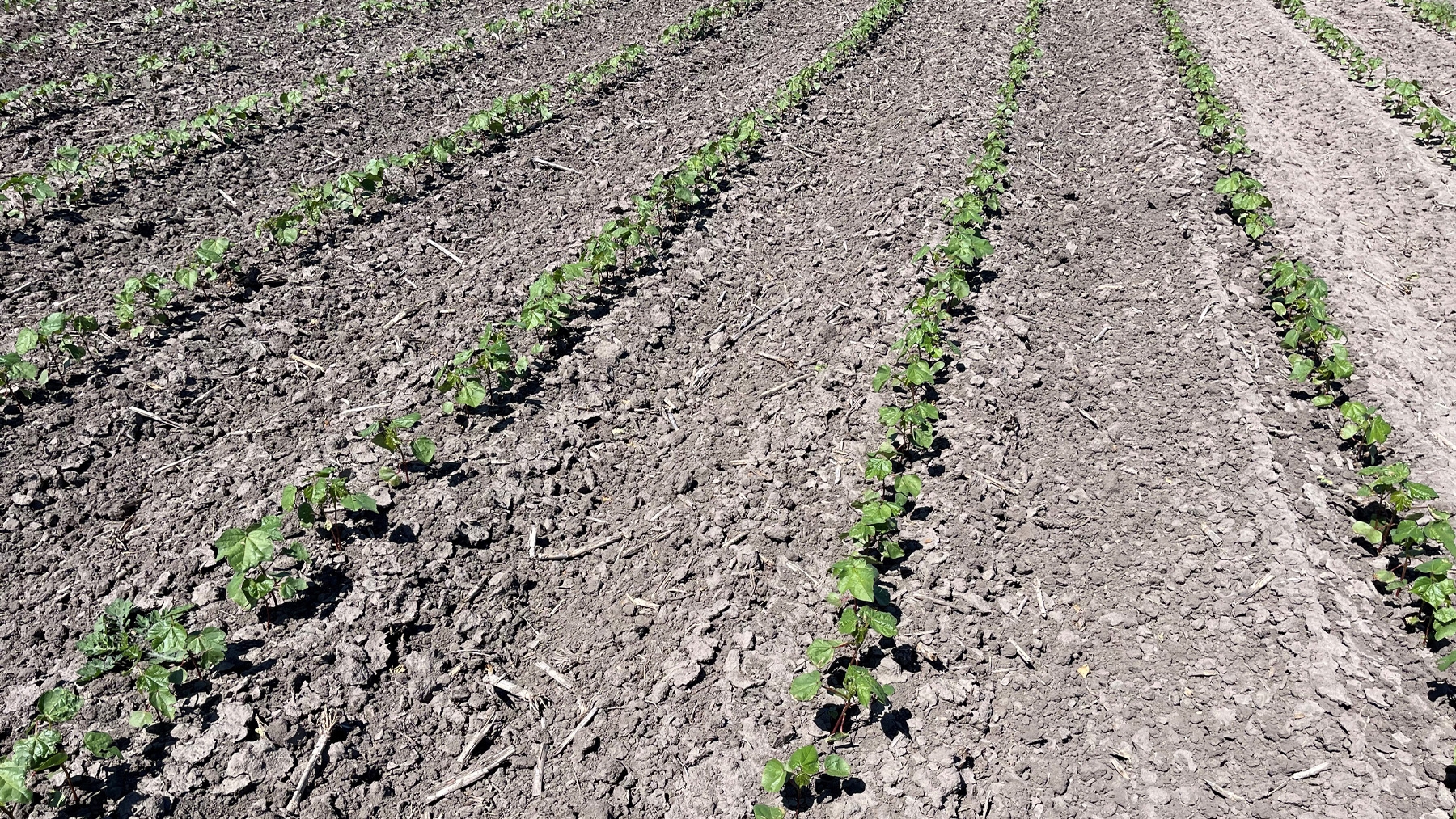 LRGV: Boll weevil cautions, crop updates