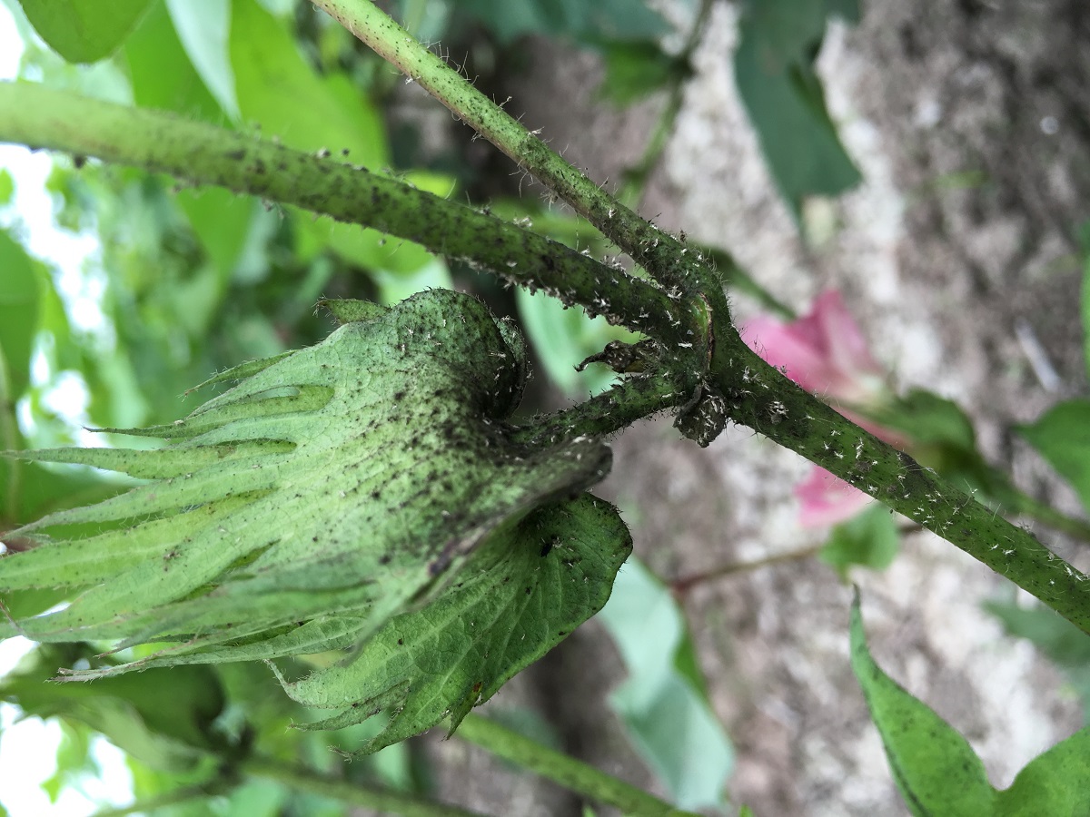 As temps heat up in South Texas, pest management becomes a valid concern