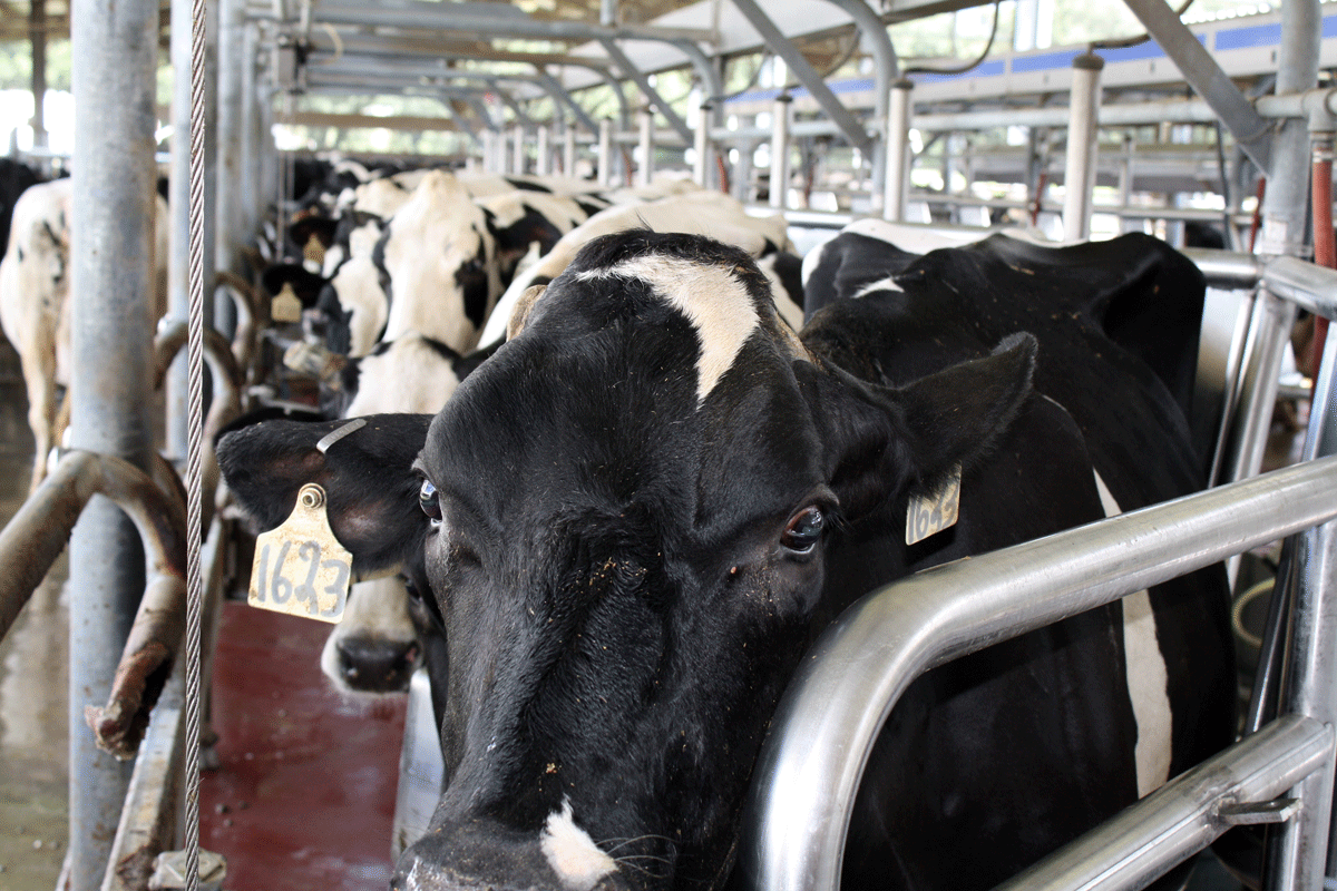 Tennessee workshop to add value to dairy operations