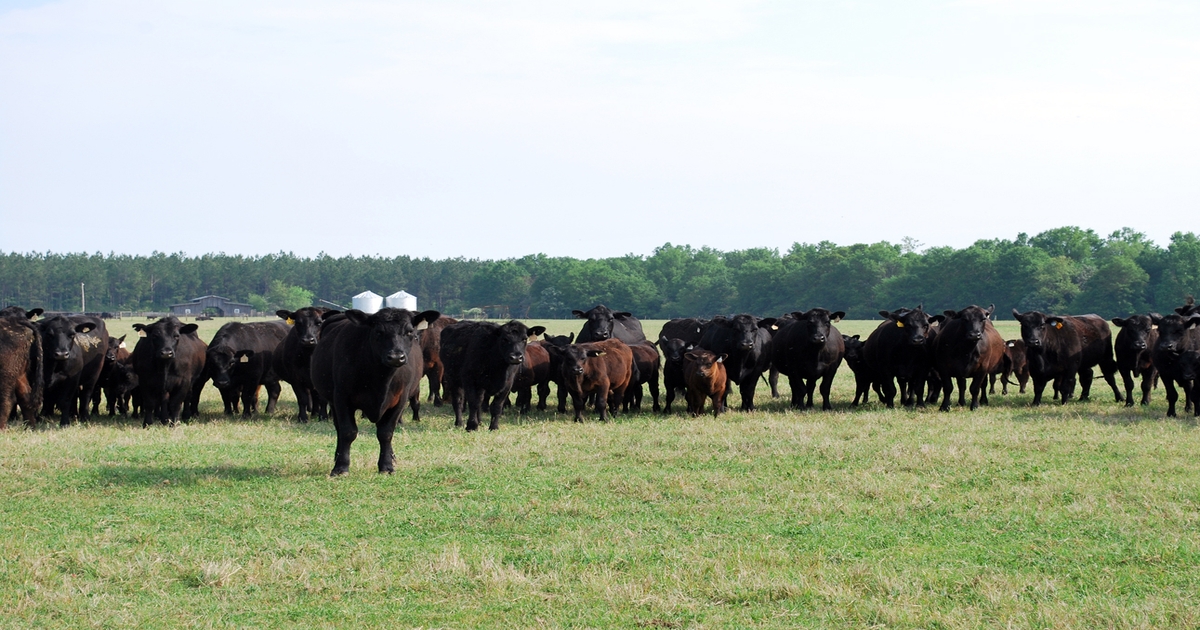 Johnsongrass, frost can be deadly to grazing cattle
