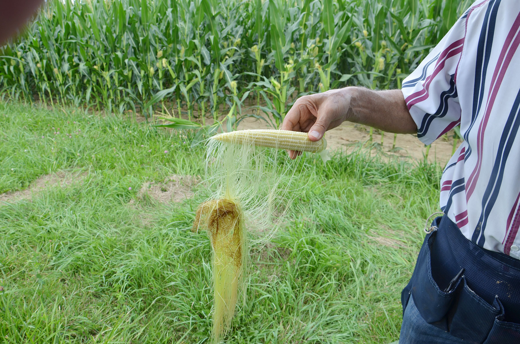 How well will corn pollinate this year?
