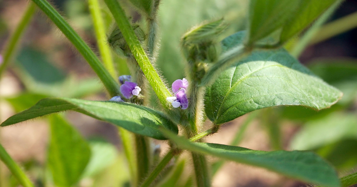 Crop progress: Corn and soybean quality inch higher