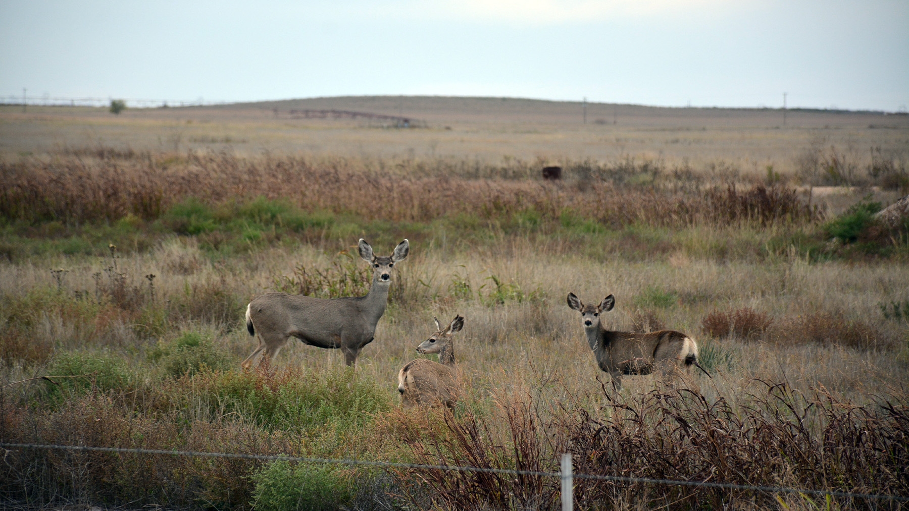 5 things to know about farmland appraisals